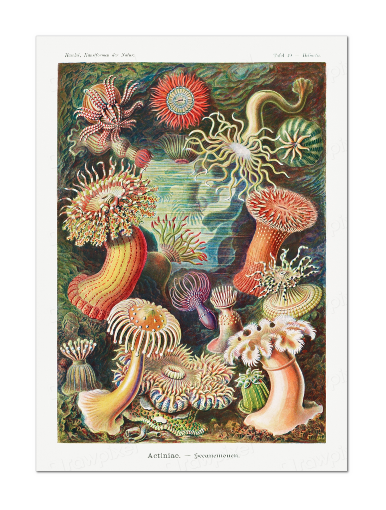 Actiniae–Seeanemonen (Ernst Haeckel, 1904) – Cardiff Poster Printing