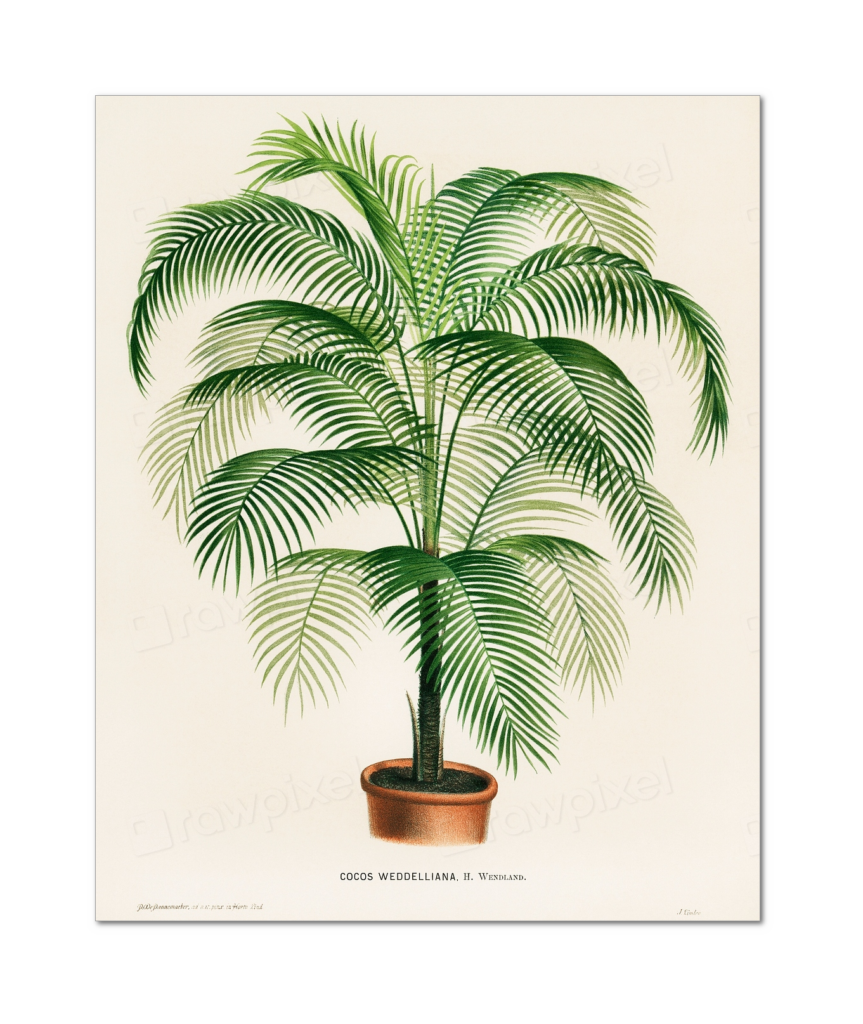 Cocos Weddelliana (Paul de Longpré, Alfred Riocreux, and Lois Godard ...